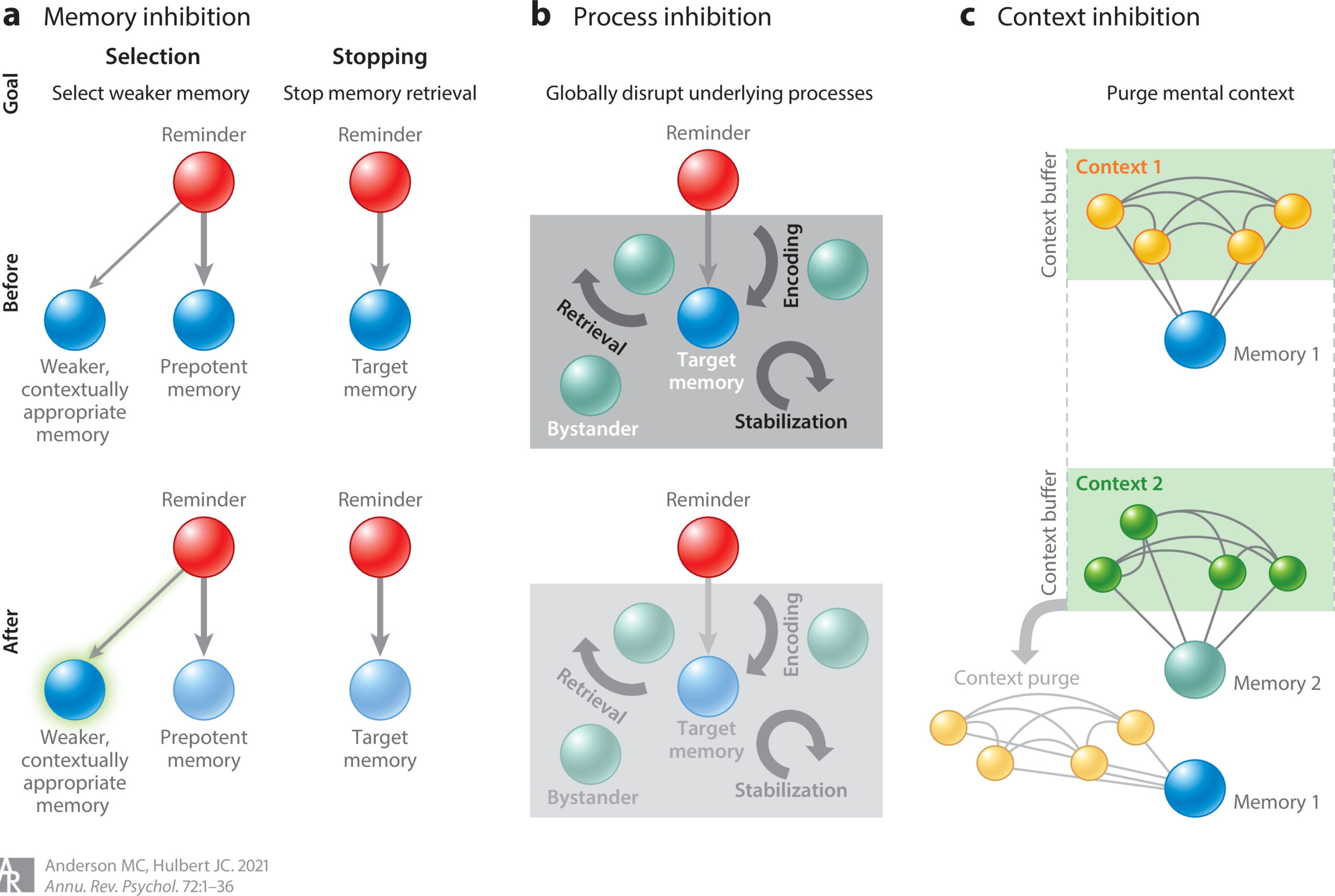 Annual Review Of Psychology On Active Forgetting Memory Dynamics Lab